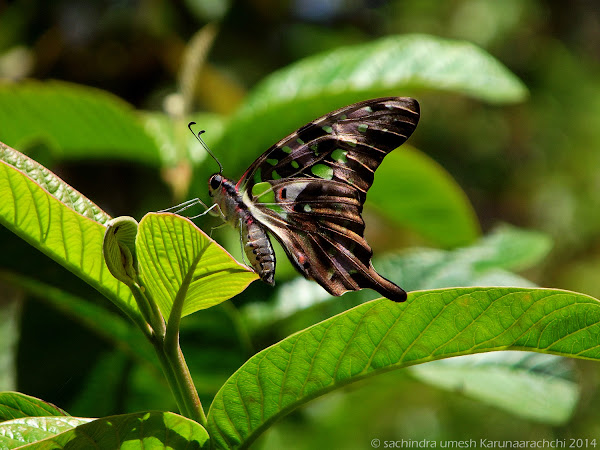 Tailed Jay | Project Noah