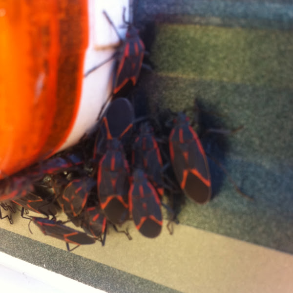 boxelder bug | Project Noah