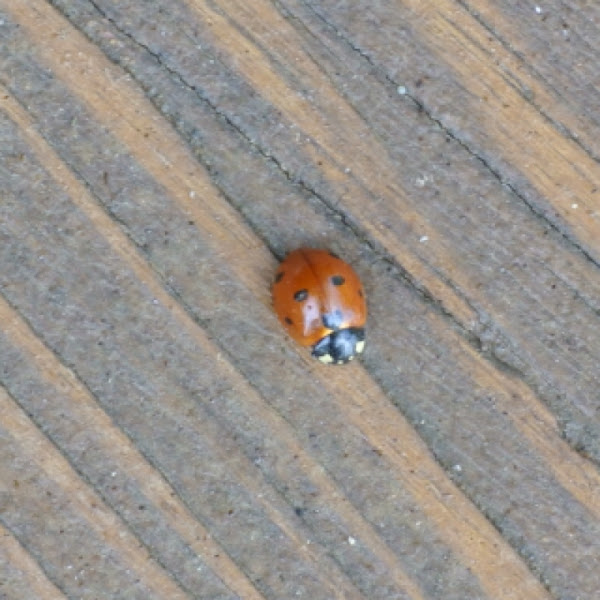 Seven spotted ladybug | Project Noah