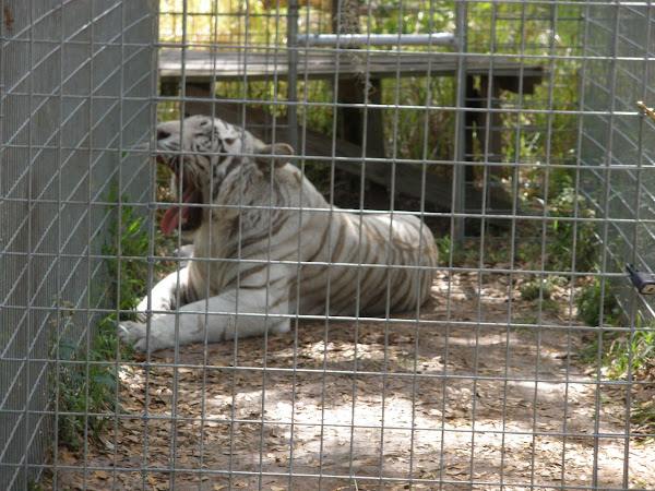 White Tiger | Project Noah