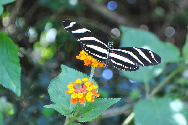 Zebra Longwing | Project Noah