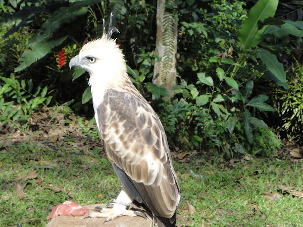Crested Hawk Eagle | Project Noah