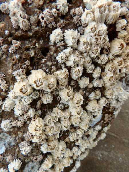 Acorn Barnacle | Project Noah