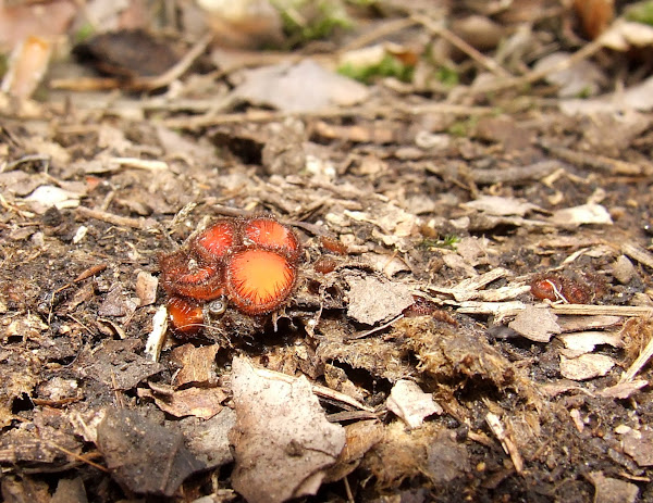 Eyelash cup | Project Noah