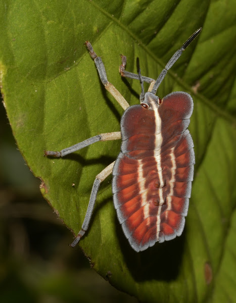 Stink/Shield Bug - Nymph | Project Noah
