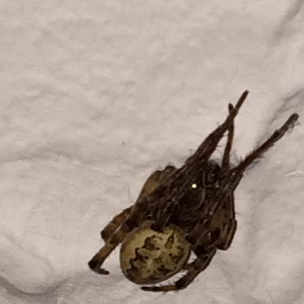 Furrow weaver | Project Noah