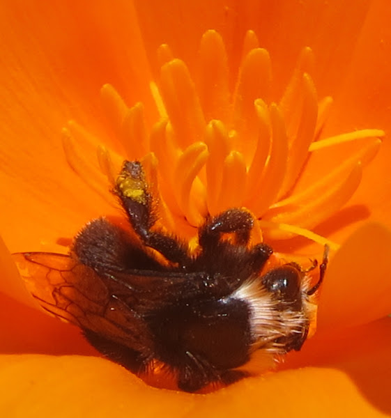 Bumble Bee | Project Noah