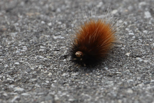 Lined Tiger Moth caterpillar | Project Noah
