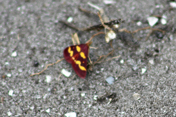Coffee-loving Pyrausta Moth | Project Noah