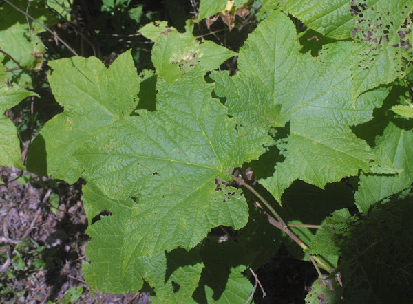 Purple-flowering Raspberry | Project Noah
