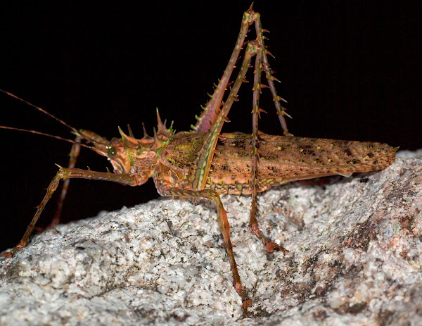 Giant Spiny Forest Katydid | Project Noah