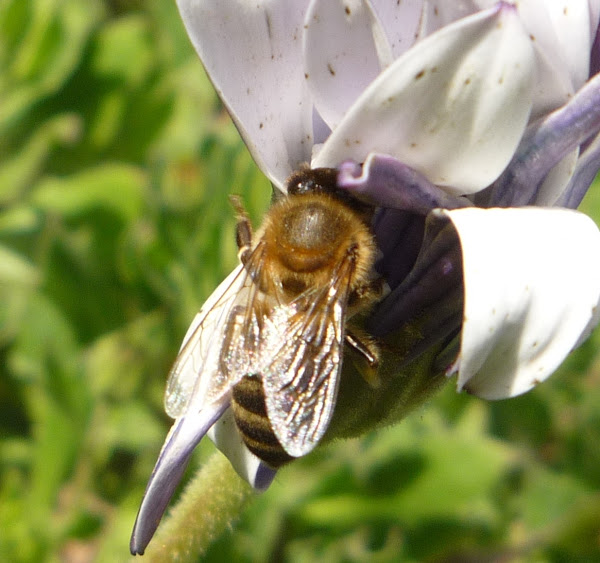 Abeja | Project Noah