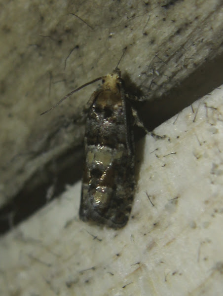 White Pine Cone Borer Moth | Project Noah