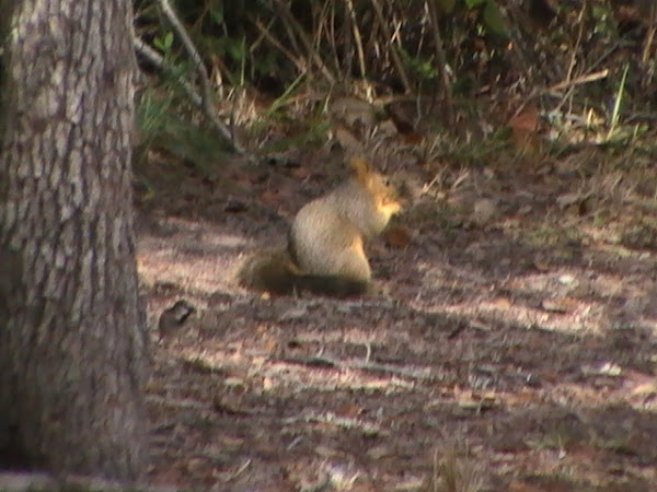 Fox squirrel | Project Noah