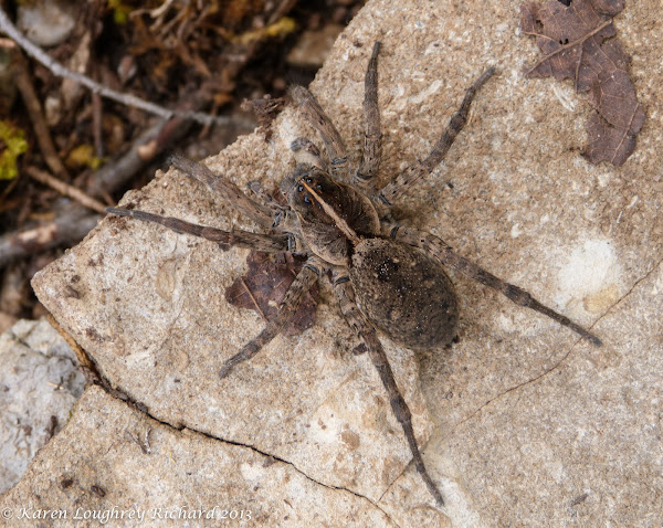 Carolina wolf spider | Project Noah