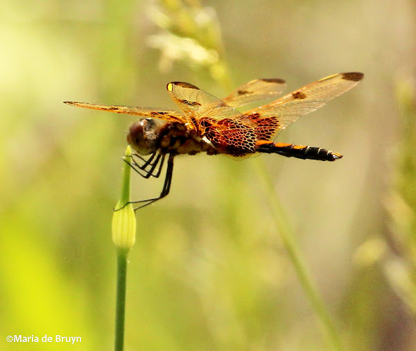 Calico pennant dragonfly | Project Noah
