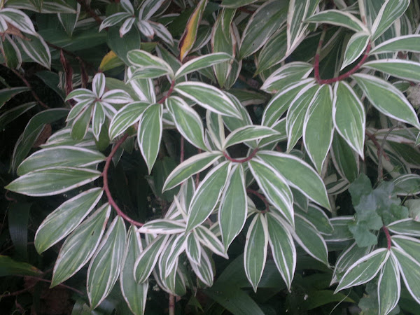 Variegated Spiral Ginger | Project Noah