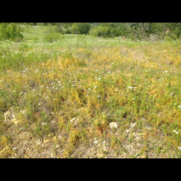 Dodder | Project Noah