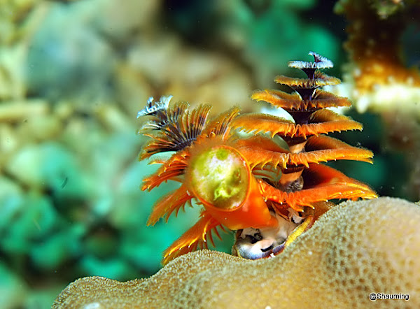 Christmas tree worm | Project Noah