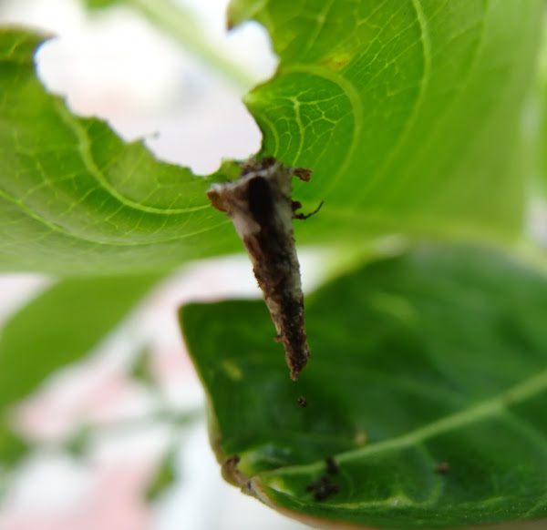 Bagworm Moth larva | Project Noah