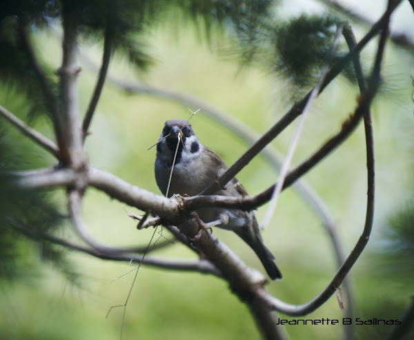 Eurasian Tree Sparrow | Project Noah