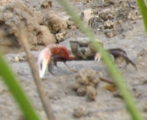 Fiddler Crab | Project Noah