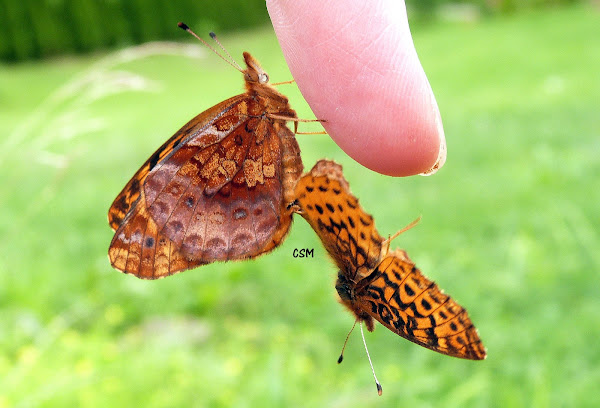 Meadow Fritillary Butterflies mating | Project Noah