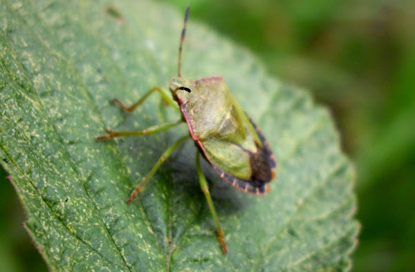 Green Shield Bug | Project Noah