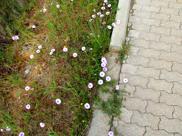 Mallow bindweed | Project Noah