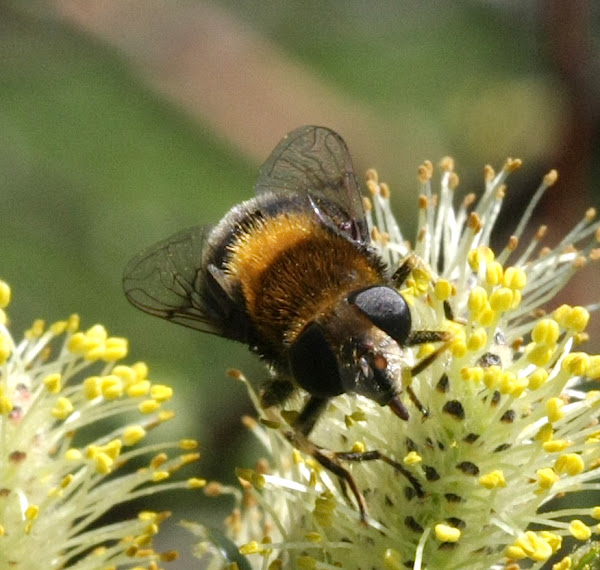 Bee fly | Project Noah