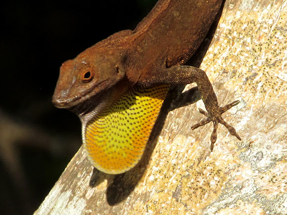 Puerto Rican Crested Anole | Project Noah