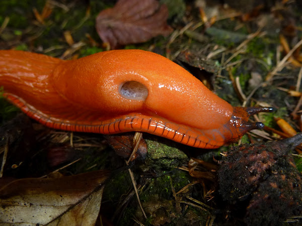 Rote Wegschnecke, European Red Slug | Project Noah