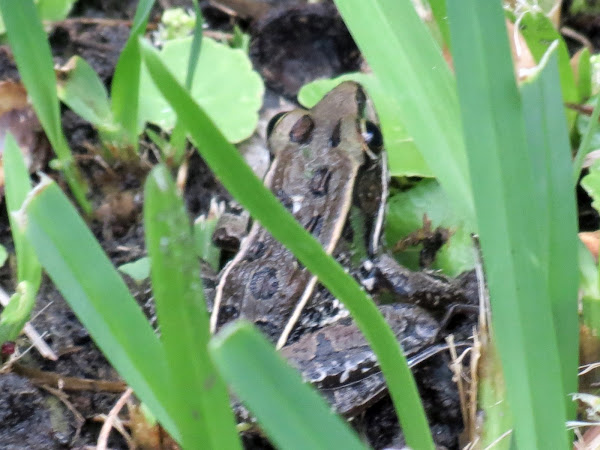Southern leopard frog | Project Noah