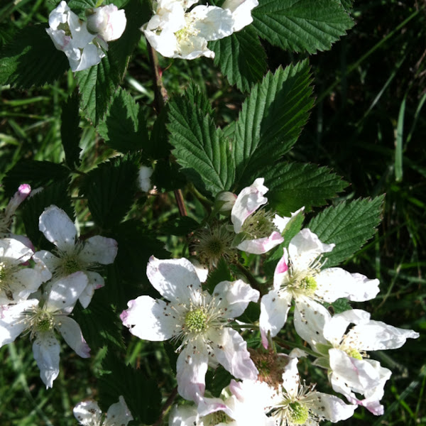 Blackberry | Project Noah