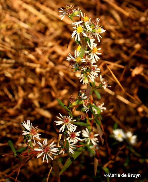 Calico aster | Project Noah