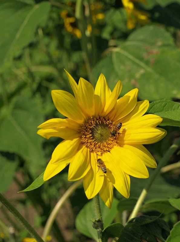 ϔϔϔ --- Sunday Flora Show - July 18th -- ϔϔϔ: Olympus SLR Talk Forum: Digital Photography Review