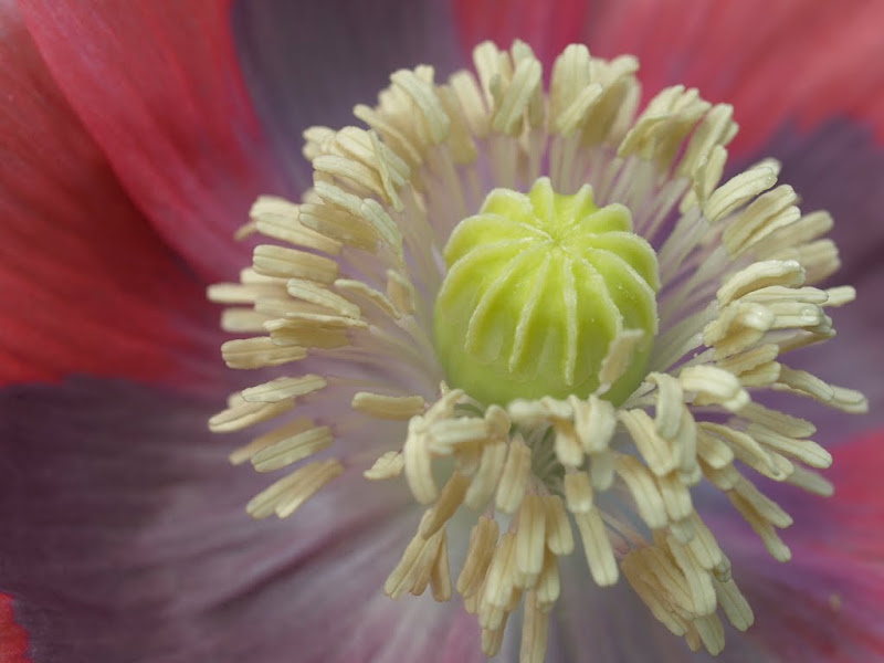 ϔϔϔ --- Sunday Flora Show - July 18th -- ϔϔϔ: Olympus SLR Talk Forum: Digital Photography Review