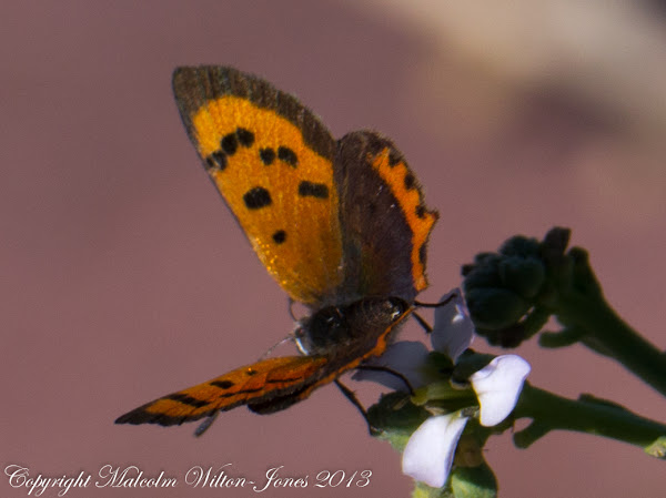 Small Copper | Project Noah