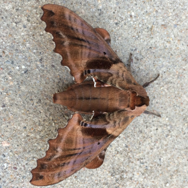 Blind-eyed Sphinx Moth | Project Noah