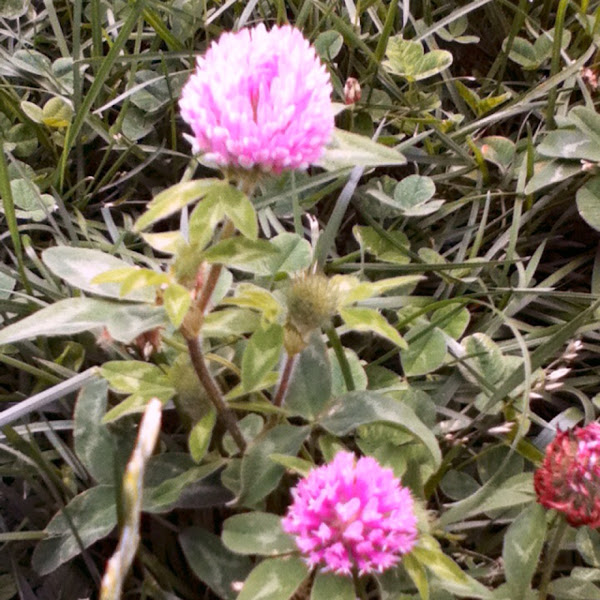Red clover | Project Noah