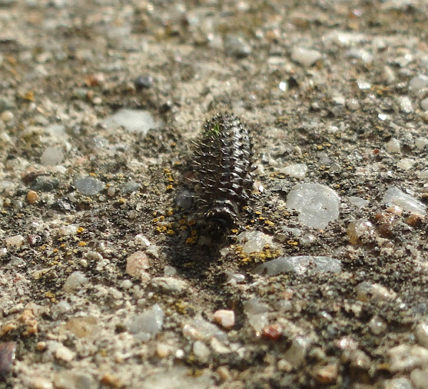 Leaf beetle larva | Project Noah