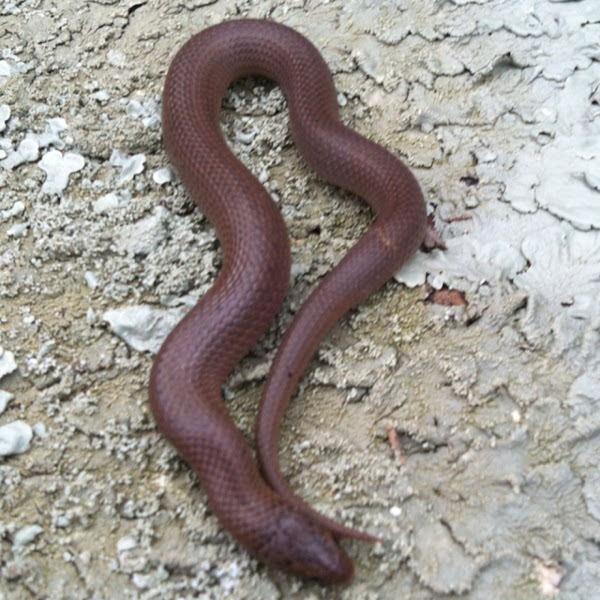 Smooth earth snake | Project Noah