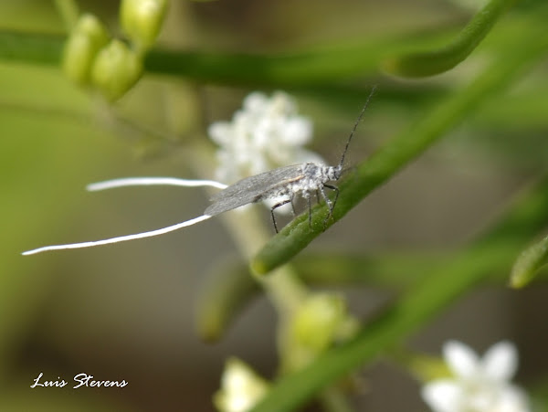 Mealy bug (male) | Project Noah