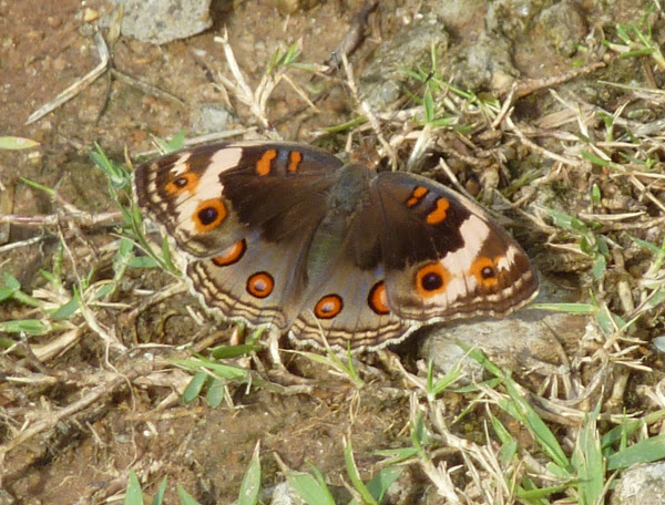 Blue Pansy | Project Noah