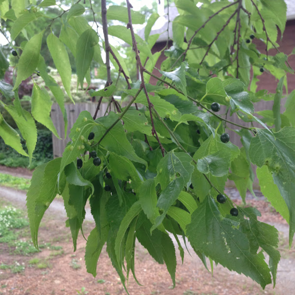 Hackberry | Project Noah