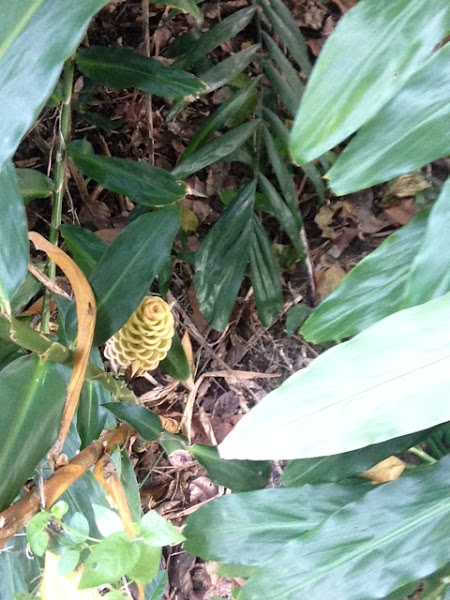 Beehive Ginger | Project Noah