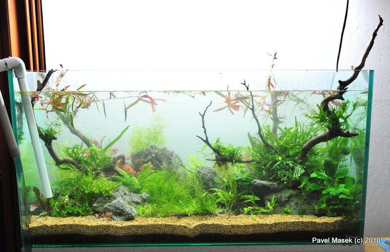 The land of hidden fish - Do!Aqua 90p | Aquatic Plant Forum