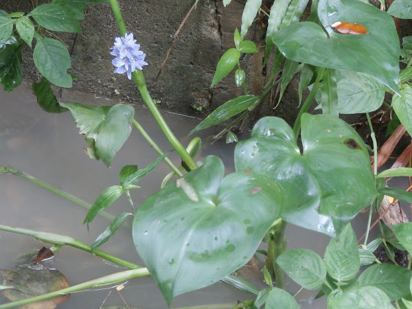 Arrowleaf Falsepickerelweed | Project Noah