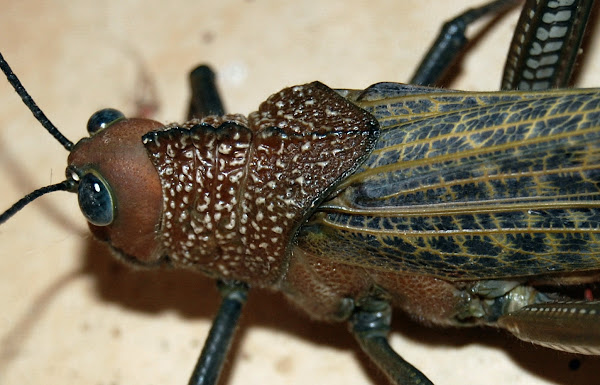 Giant Red-winged grasshopper | Project Noah