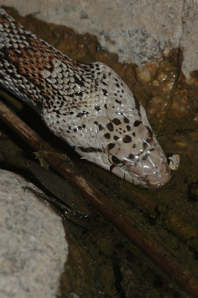 Gopher Snake | Project Noah